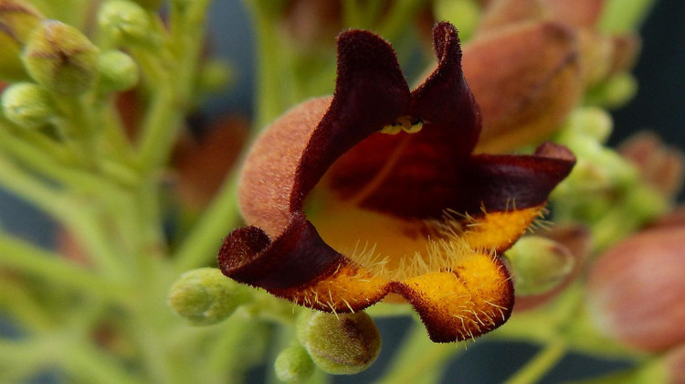 Ученые открыли новый способ борьбы с ожирением